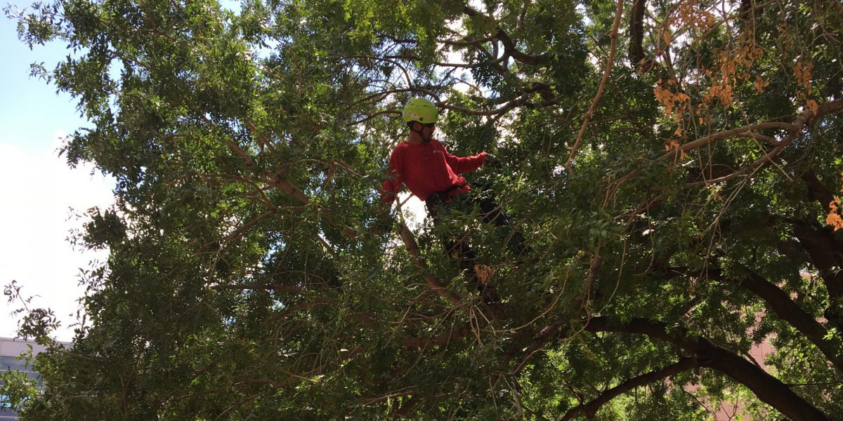 Create A Management Plan Your Trees Will Appreciate! – Caretaker Landscape