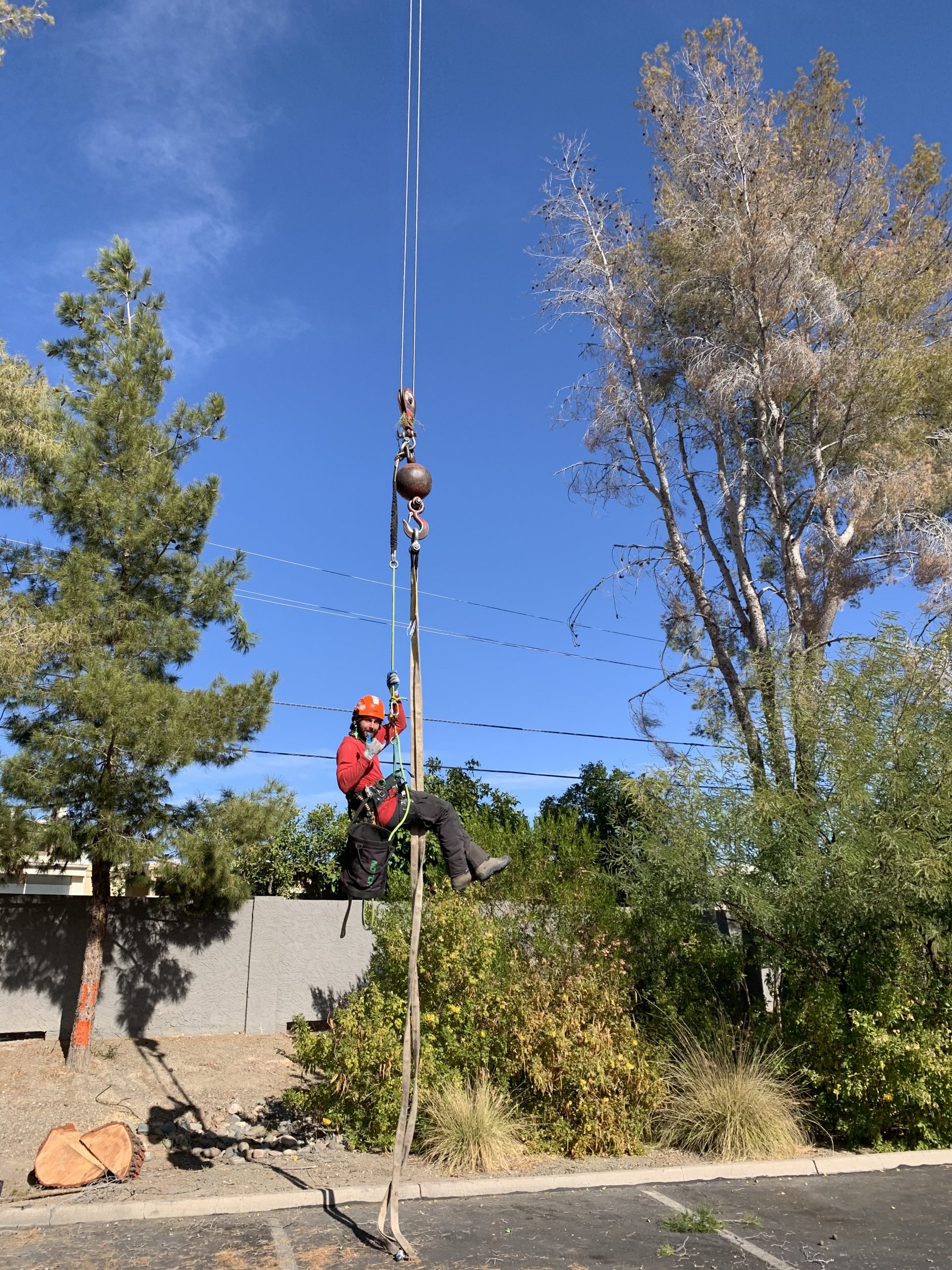 The Tree Management Division – Caretaker Landscape