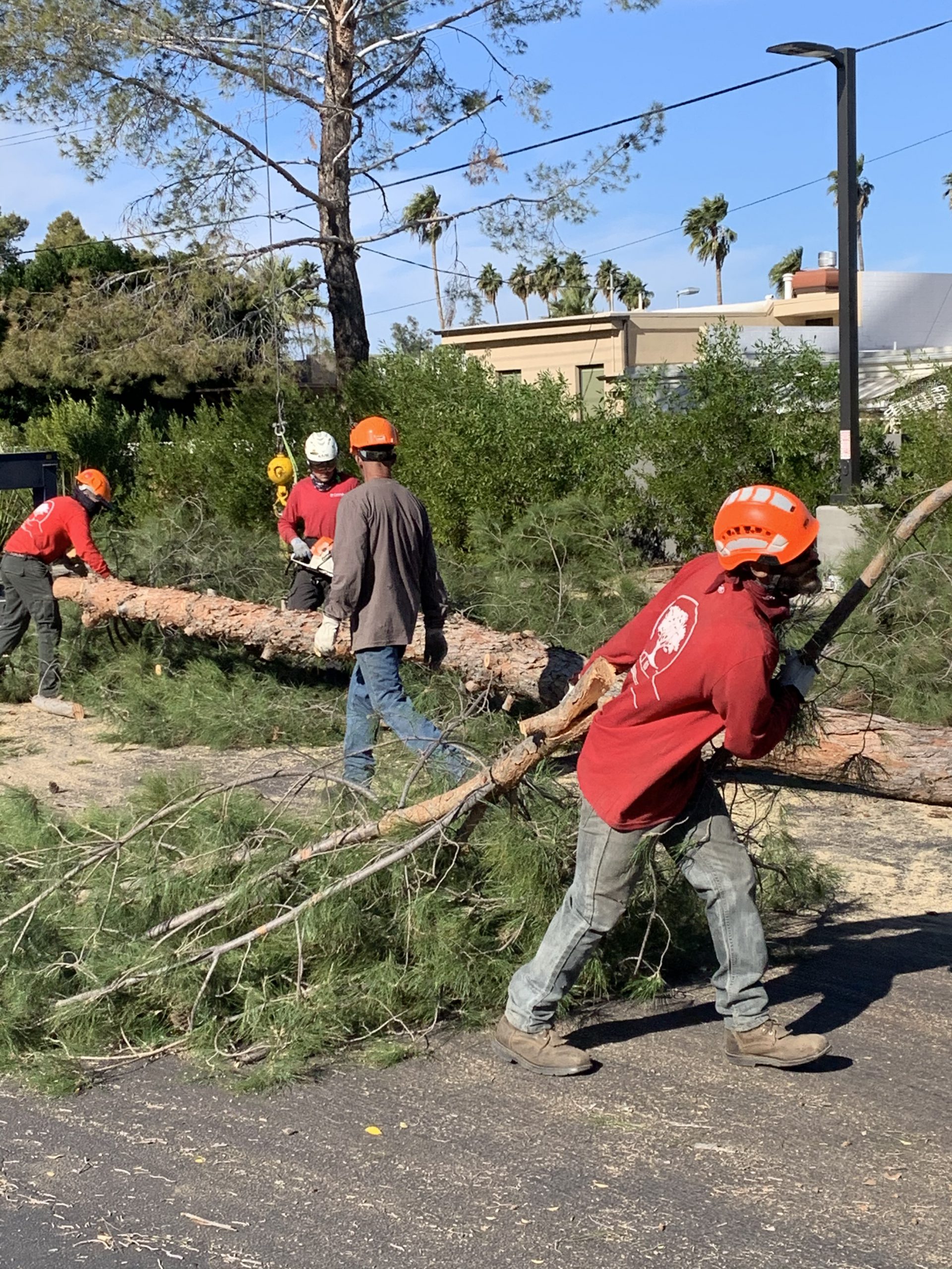 The Tree Management Division – Caretaker Landscape