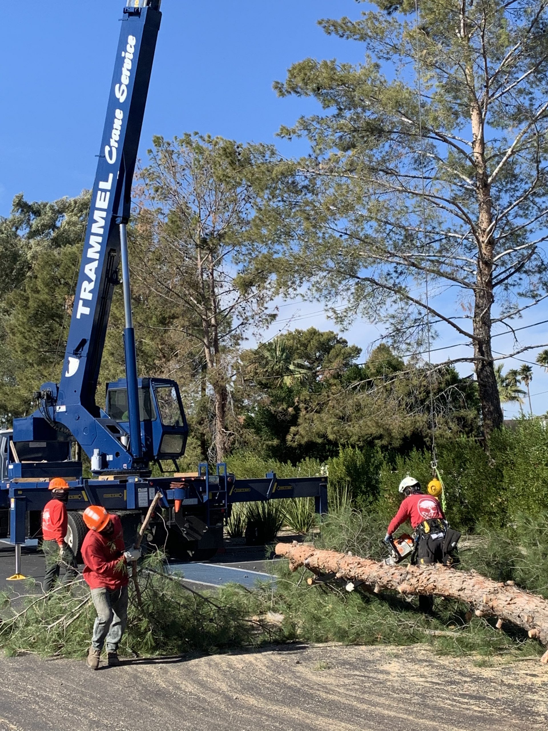 The Tree Management Division – Caretaker Landscape